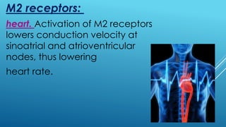 cholinergic receptors | PPTX