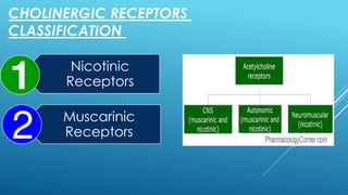 cholinergic receptors | PPTX