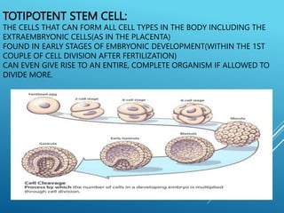 Stem cell introduction By; Dr. Mohamed Salem | PPT