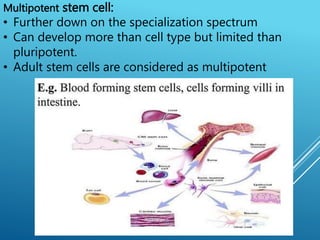 Stem cell introduction By; Dr. Mohamed Salem | PPT
