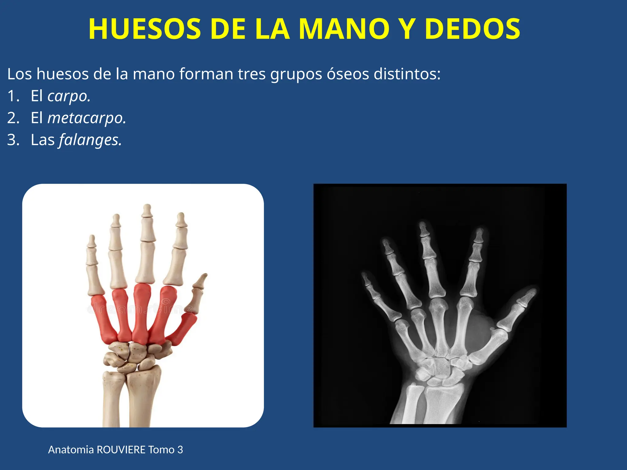 Mohamed Seminario de ANATOMIA DE LA REGIÓN DORSAL DE MANO Y DEDOS ...
