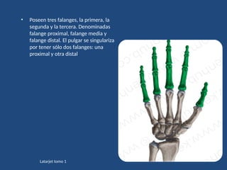 Mohamed Seminario de ANATOMIA DE LA REGIÓN DORSAL DE MANO Y DEDOS ...