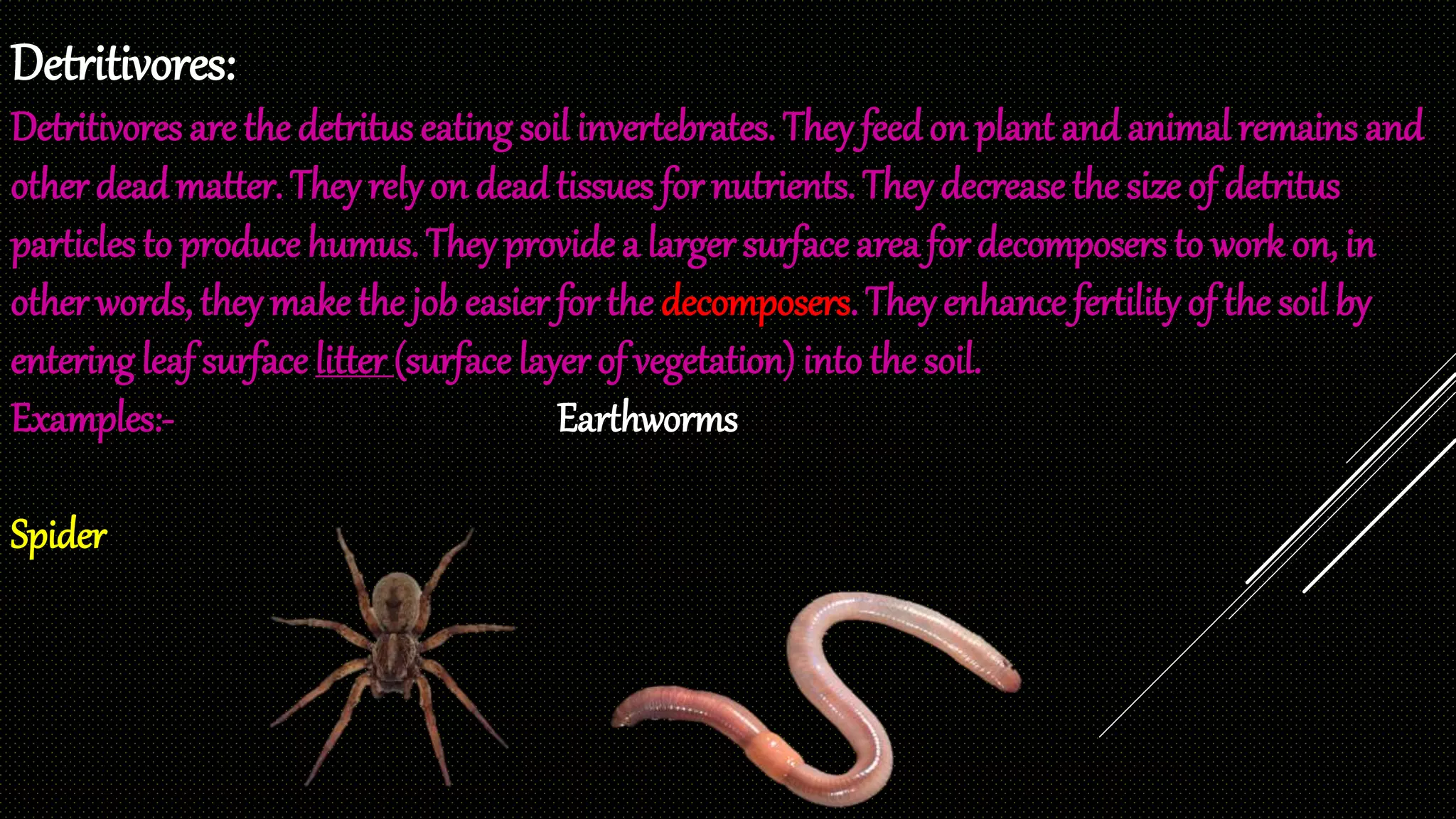 Food chain/food web/producers/carnivores/omnivores/decomposers ...