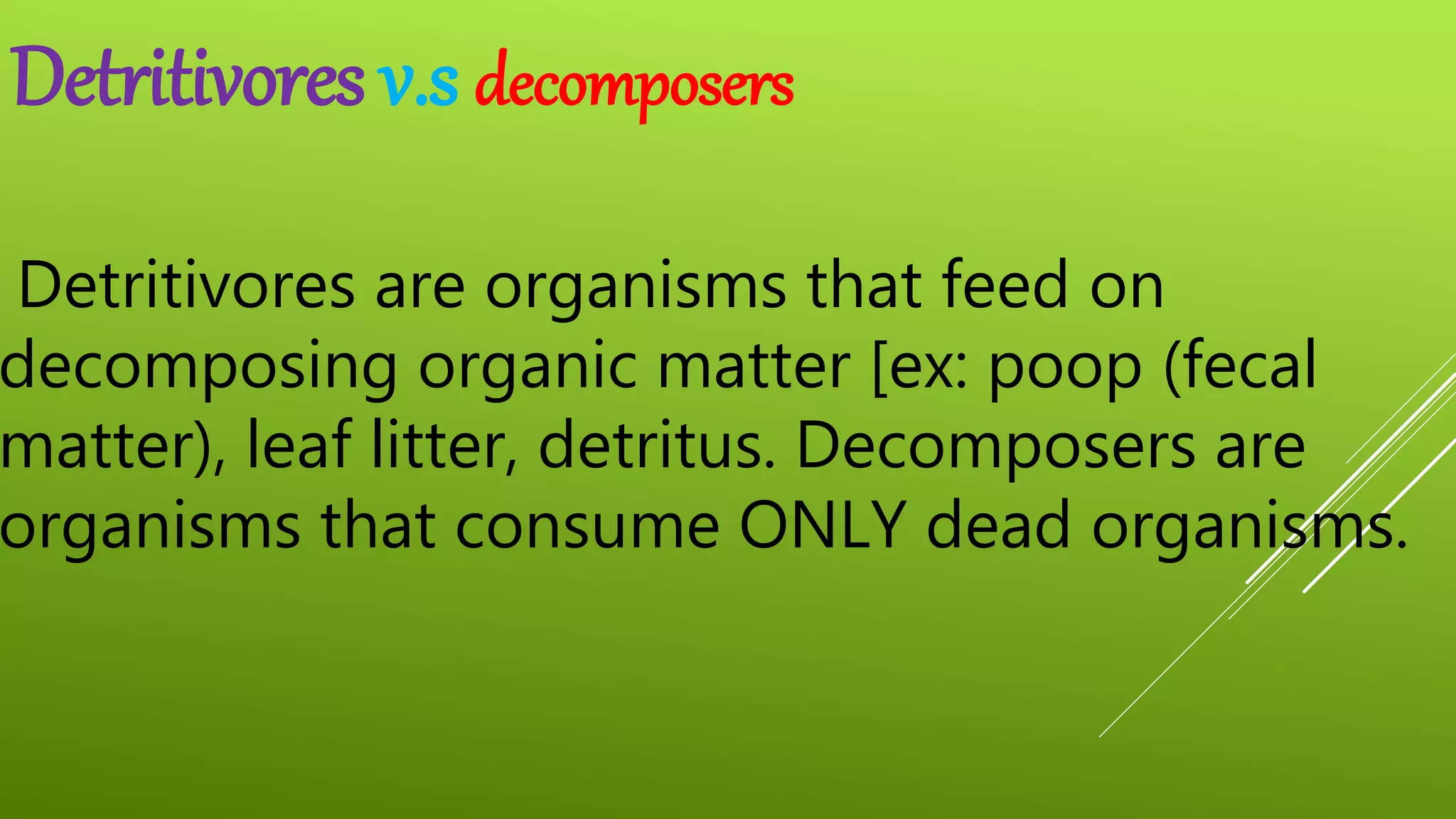 Food chain/food web/producers/carnivores/omnivores/decomposers ...