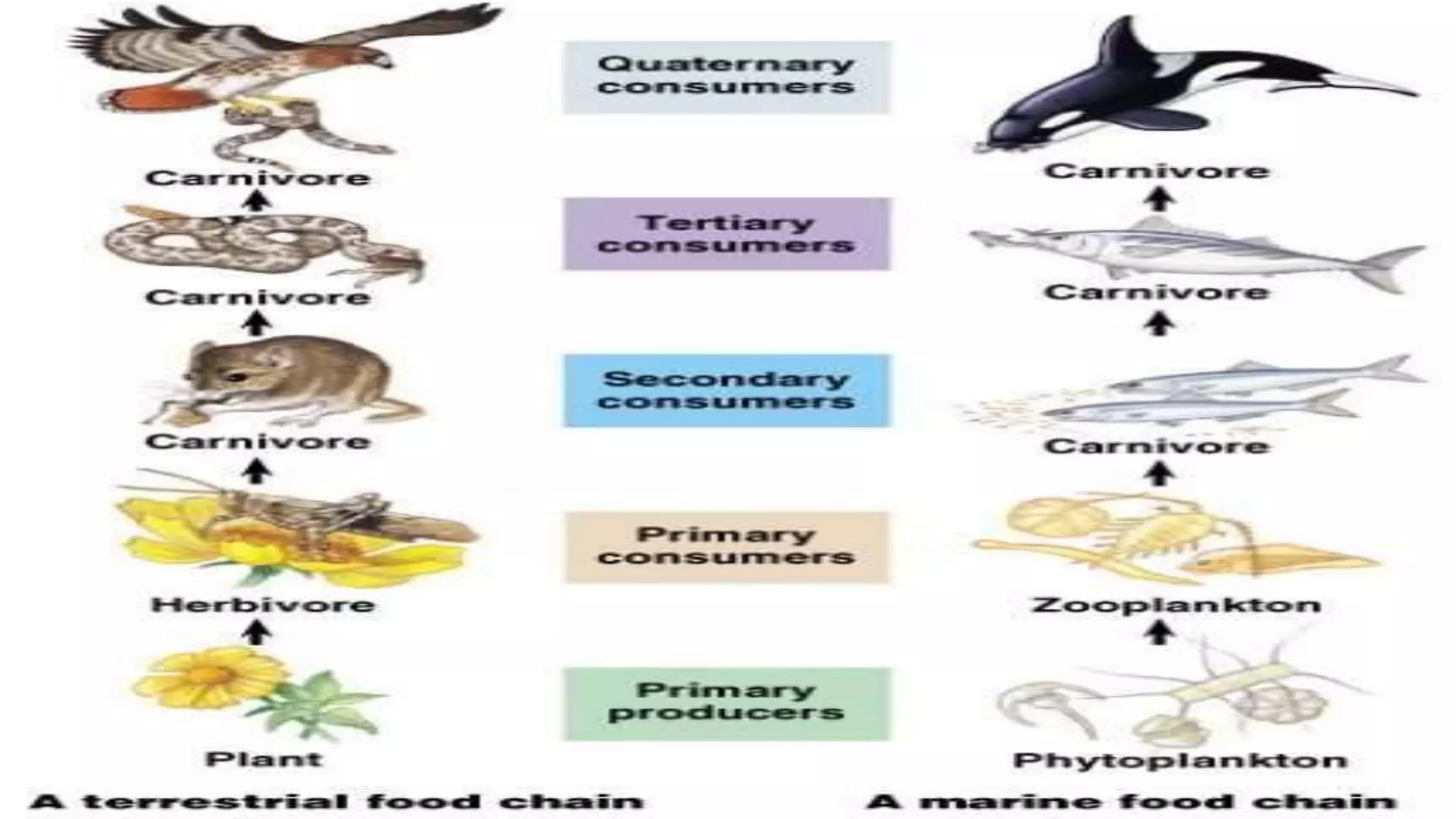 Food chain/food web/producers/carnivores/omnivores/decomposers ...
