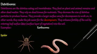 Food chain/food web/producers/carnivores/omnivores/decomposers ...