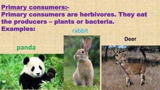 Food chain/food web/producers/carnivores/omnivores/decomposers ...