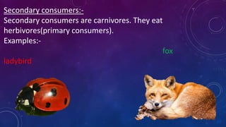 Food chain/food web/producers/carnivores/omnivores/decomposers ...