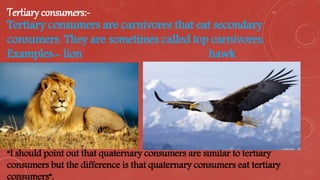 Food chain/food web/producers/carnivores/omnivores/decomposers ...