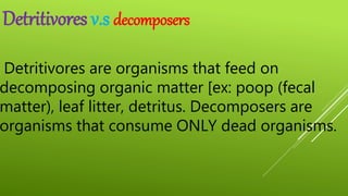 Examples Of Detritivores