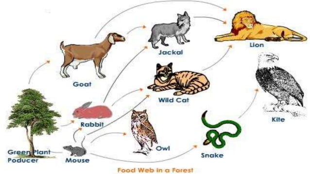 Food chain/food web/producers/carnivores/omnivores/decomposers ...
