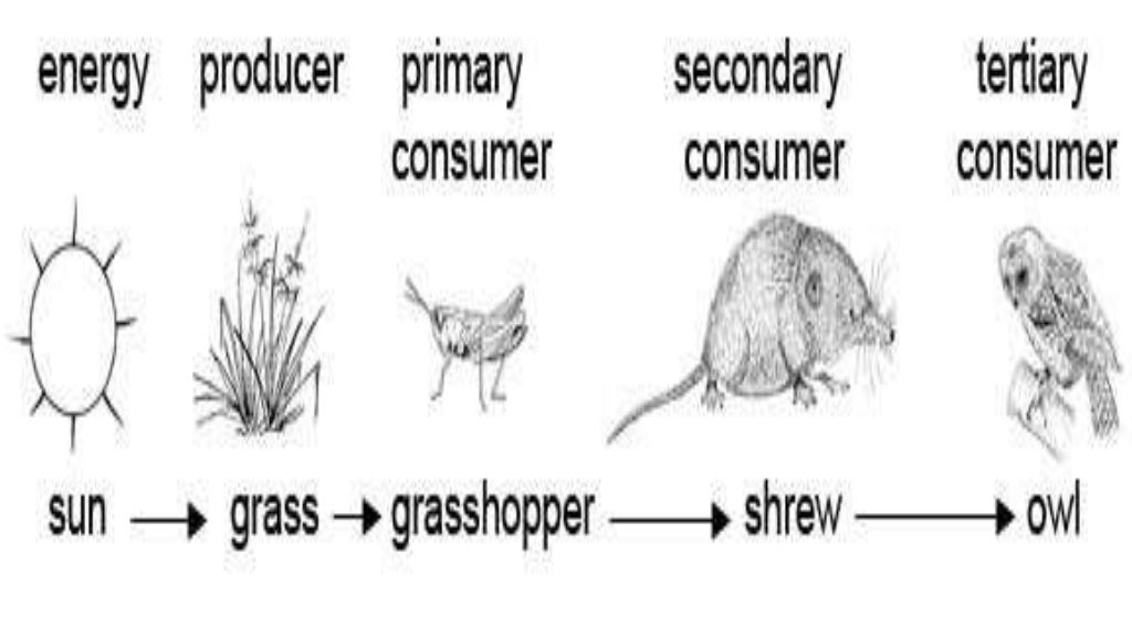 Food chain/food web/producers/carnivores/omnivores/decomposers/detrit…