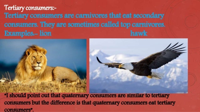 Tertiary Consumers Examples
