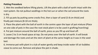 ROUTINE NURSERY PRACTICES | PPTX