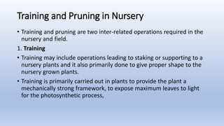 ROUTINE NURSERY PRACTICES | PPTX