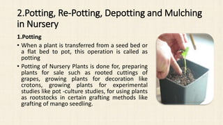 ROUTINE NURSERY PRACTICES | PPTX