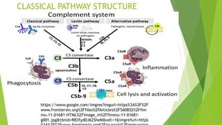 Complement system of activation and regulations | PDF