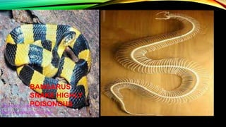 MOHANRAJ CHORDATA VENAM SNAKES | PPTX