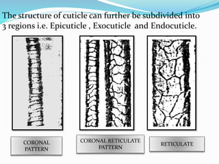 MORPHOLOGY OF WOOL FIBRE | PPTX | Biological Sciences | Science