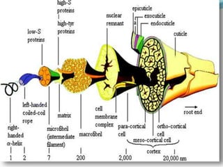 MORPHOLOGY OF WOOL FIBRE | PPTX | Biological Sciences | Science
