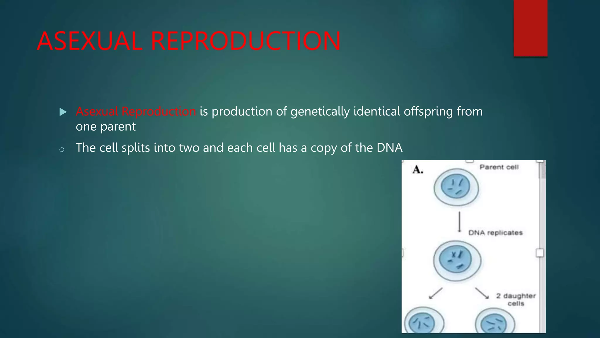 REPRODUCTION | PPT
