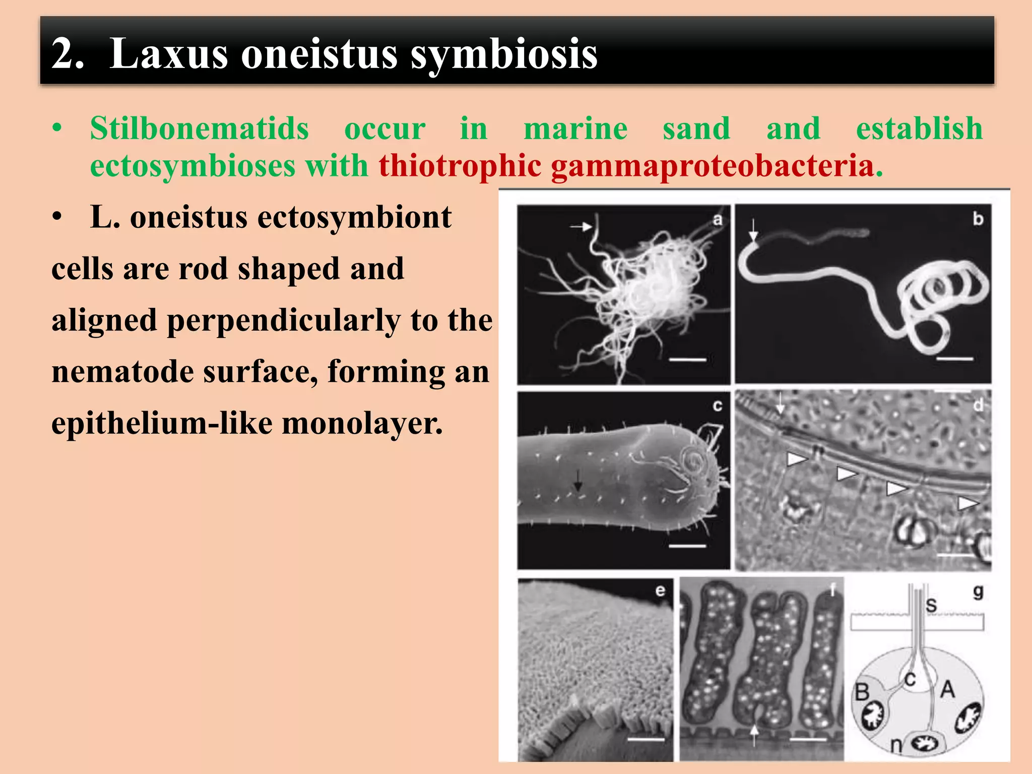 Nematode bacterial infection | PPTX