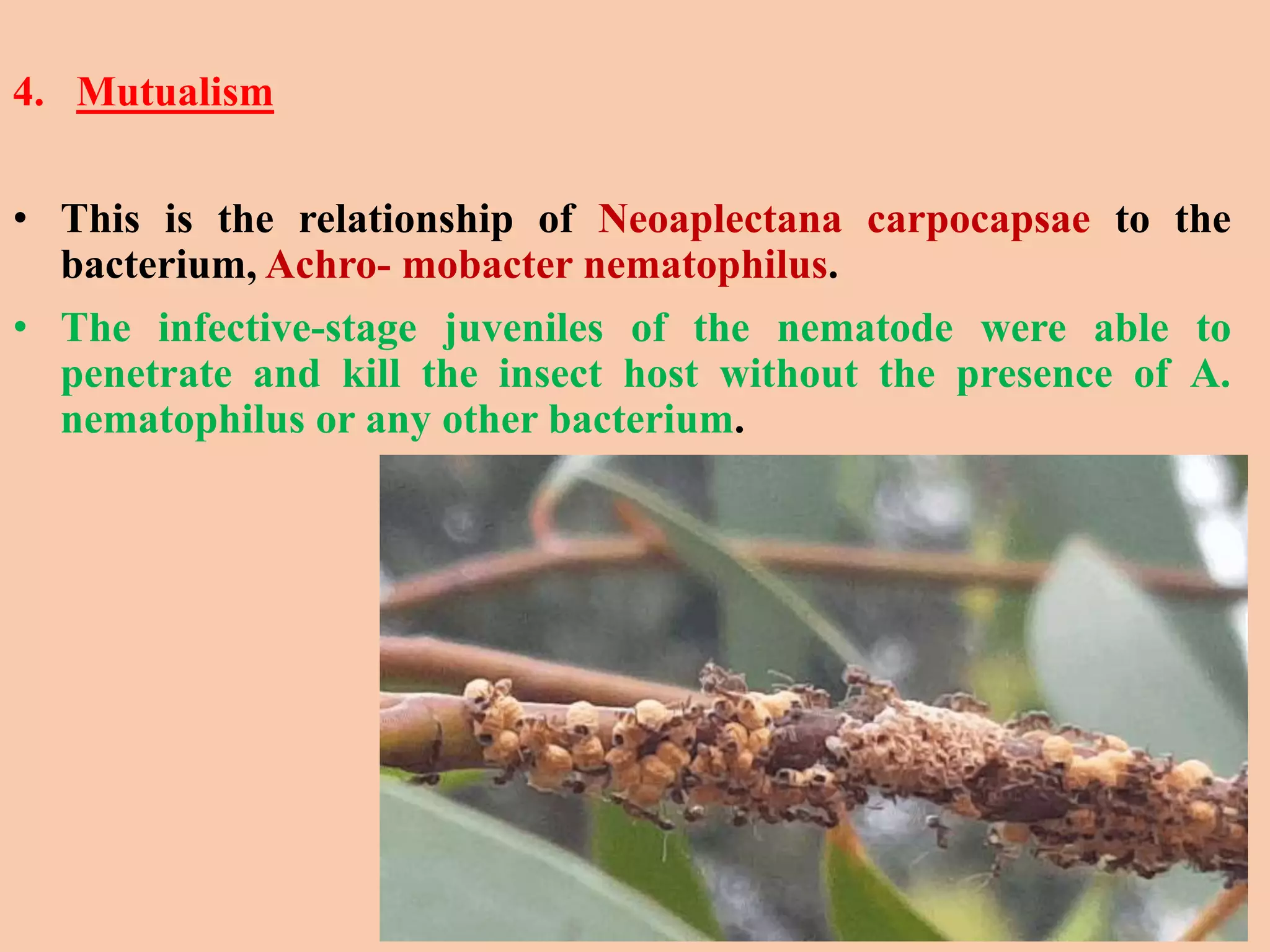 Nematode bacterial infection | PPTX