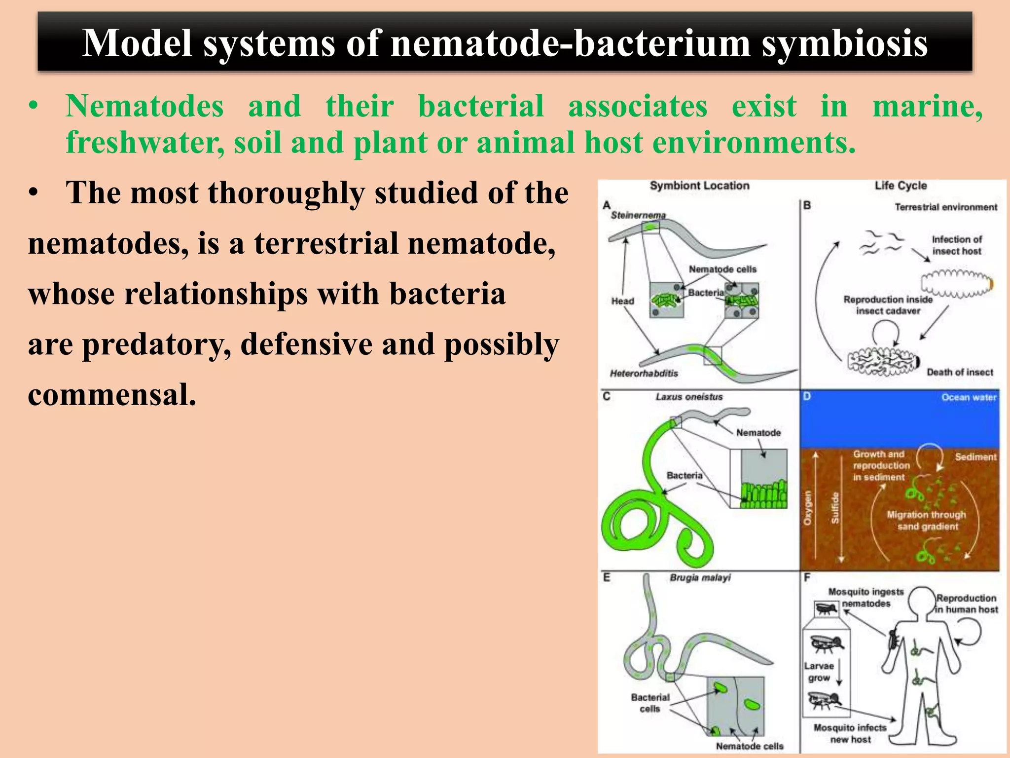 Nematode bacterial infection | PPTX
