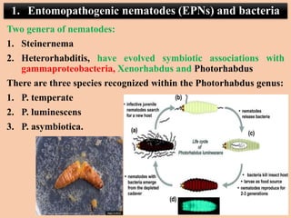 Nematode bacterial infection | PPTX