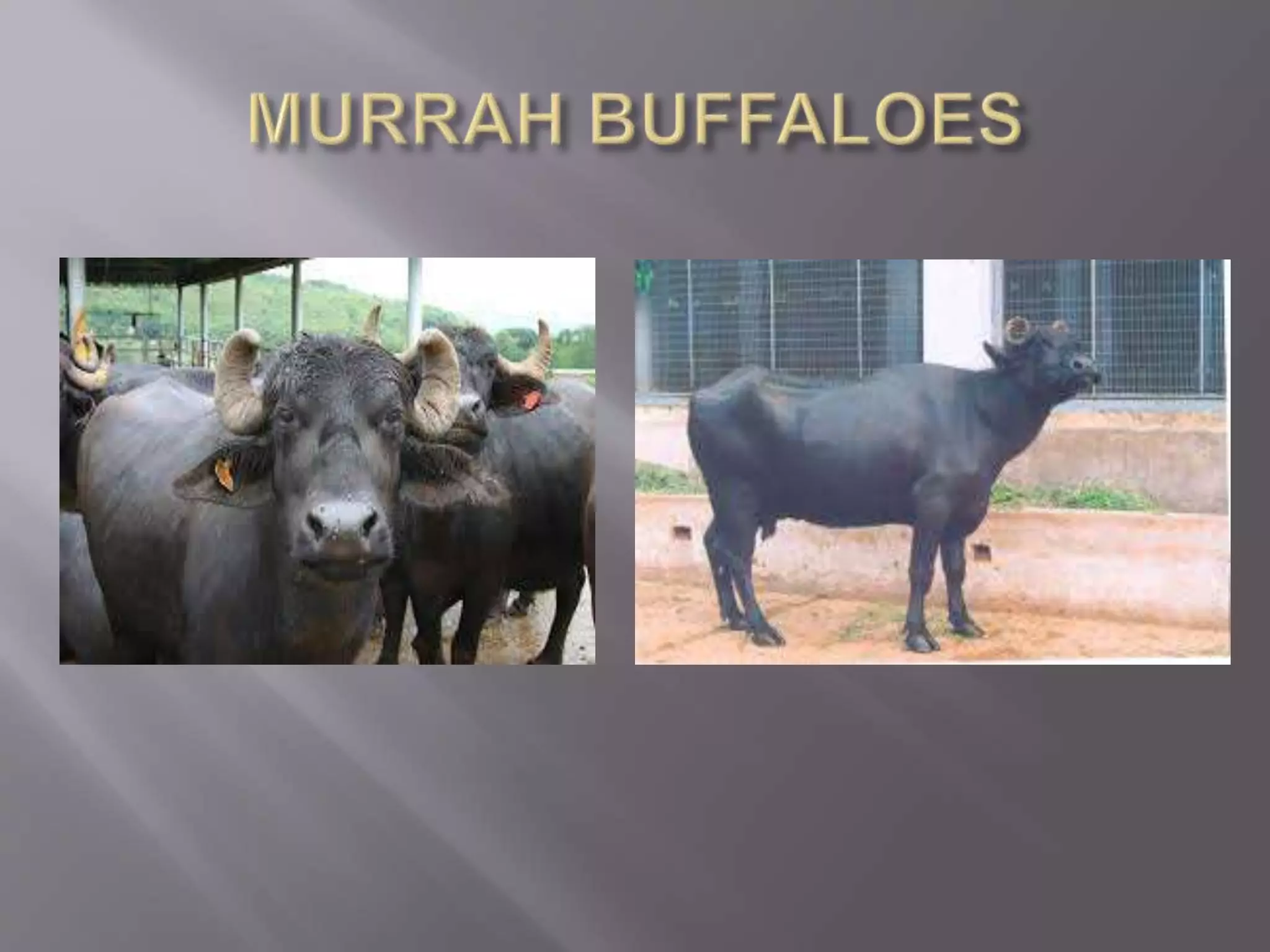 breeds of buffaloes | PPTX