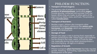 Mohit.poswal , Rajat.pptx on the topic of bilogy | PPT