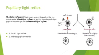 Mohit.pptx light reaction direct and indirect | PPTX