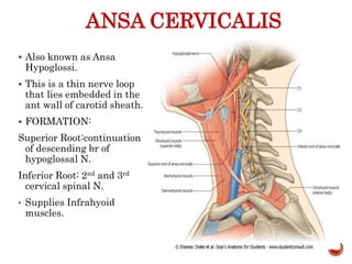 Ansa Cervicalis Carotid Sheath
