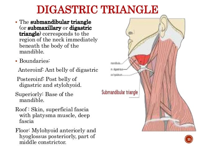 Triangle of Neck by Mohit
