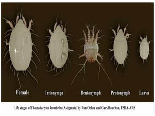 Comparative Morphology of Acari, Phylogeny of Higher Categories in ...