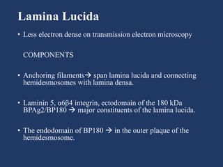 Dermo-epidermal junction and Desmogleins | PPTX