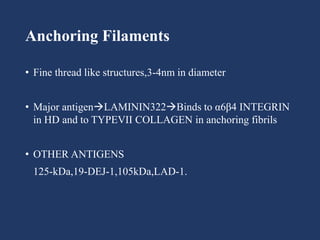 Dermo-epidermal junction and Desmogleins | PPTX