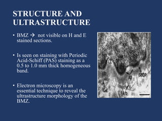 Dermo-epidermal junction and Desmogleins | PPTX