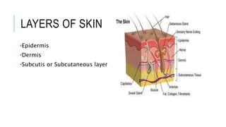 Structure and Anatomy of Skin ( Layer by Layer) | PPT