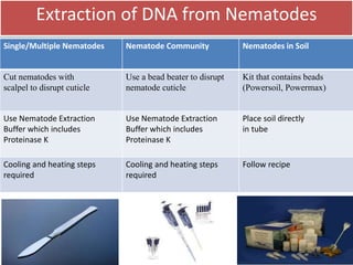 Nuclic acid analysis in nematode systematic | PPTX