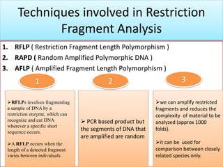 Nuclic acid analysis in nematode systematic | PPTX
