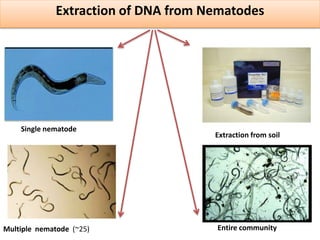 Nuclic acid analysis in nematode systematic | PPTX
