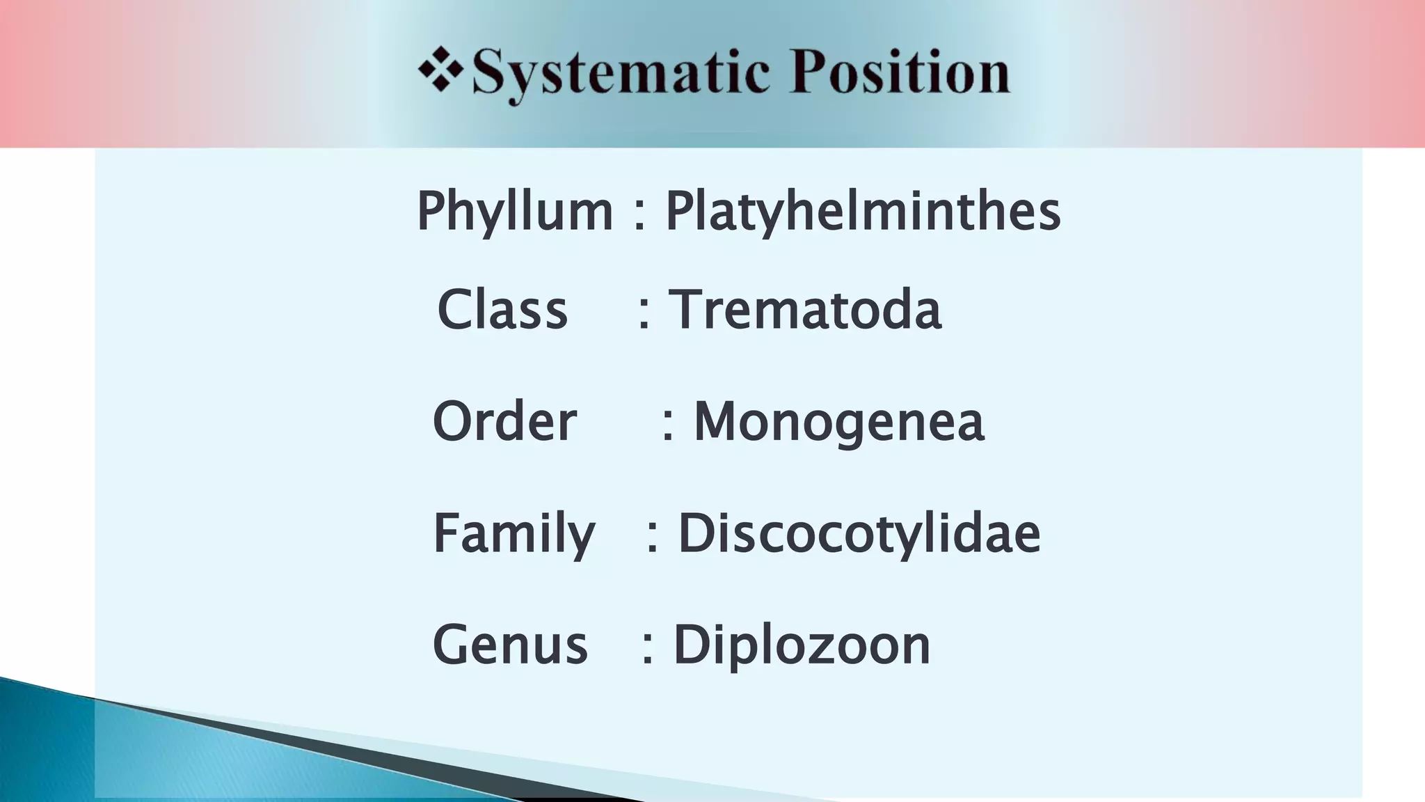 Diplozoon ppt by Mohsin Khurshid | PPTX