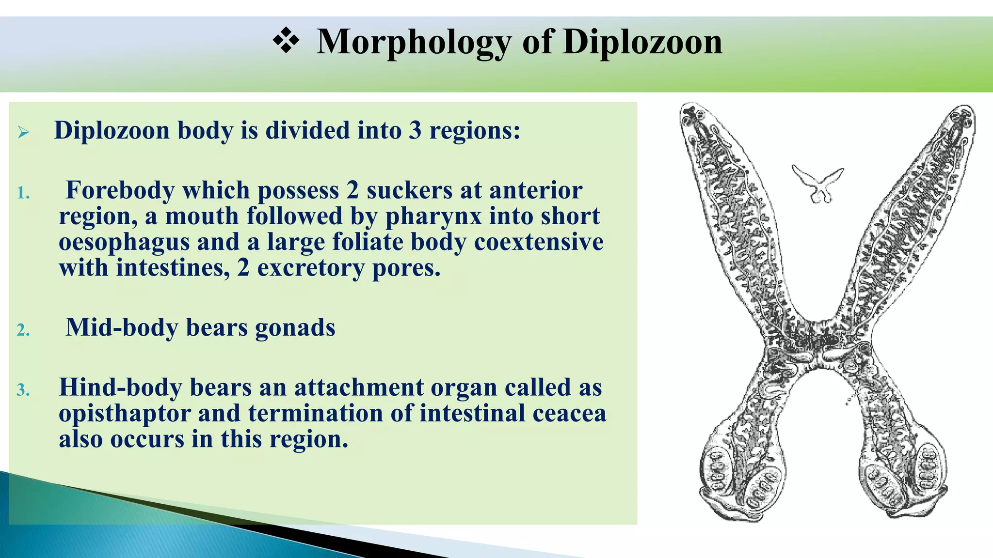 Diplozoon ppt by Mohsin Khurshid | PPTX