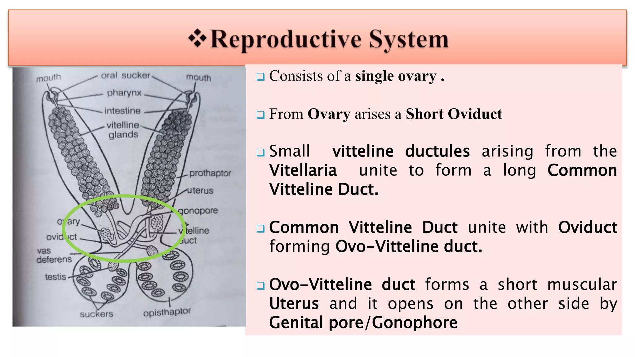 Diplozoon ppt by Mohsin Khurshid | PPTX