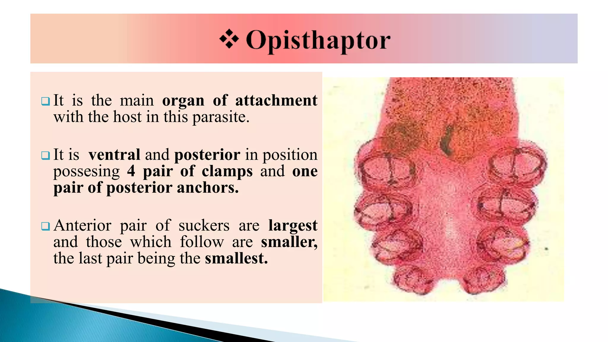 Diplozoon ppt by Mohsin Khurshid | PPTX