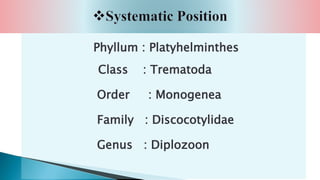 Diplozoon ppt by Mohsin Khurshid | PPTX