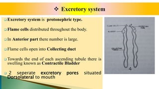 Diplozoon ppt by Mohsin Khurshid | PPTX