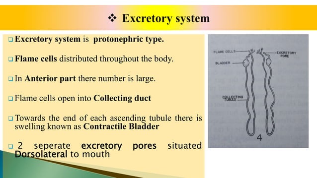 Diplozoon ppt by Mohsin Khurshid | PPTX