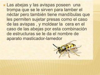 Las adaptaciones de los anelidos e insectos | PPTX